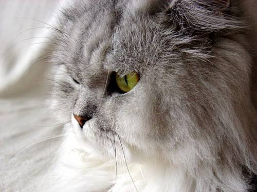 Tierlexikon für Kinder