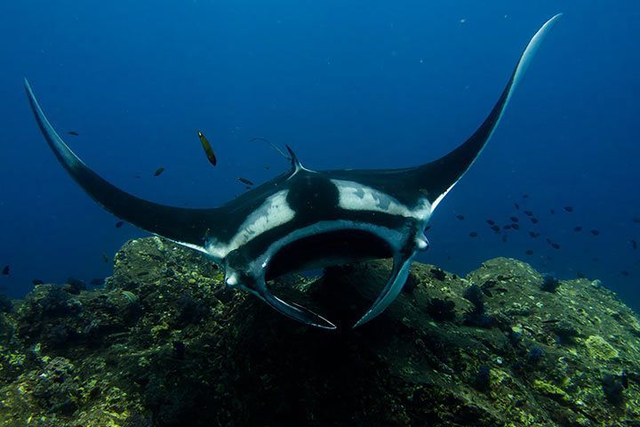 Riesenmanta