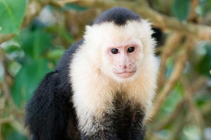 Die 24 schönsten Tiere der Welt