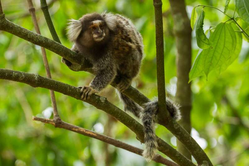 Im Jahr 2020 wurden 503 neue Tierarten entdeckt