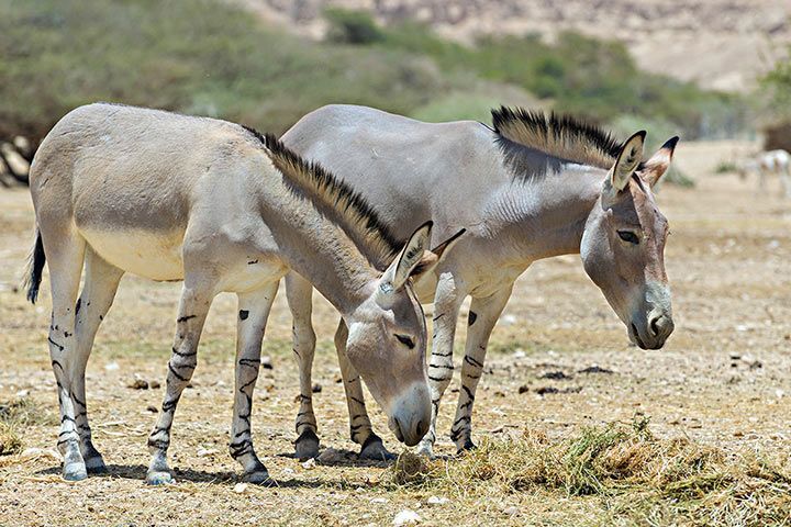 Esel - Tier-Steckbrief - für Kinder & Schule