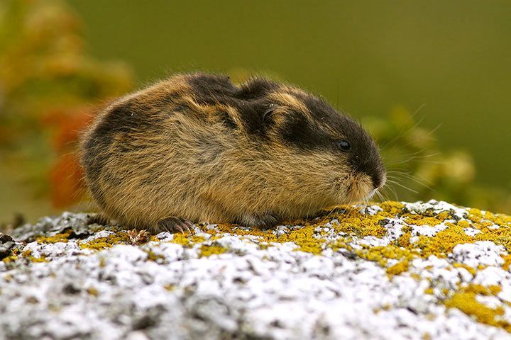 Lemming - Tier-Steckbrief - für Kinder & Schule