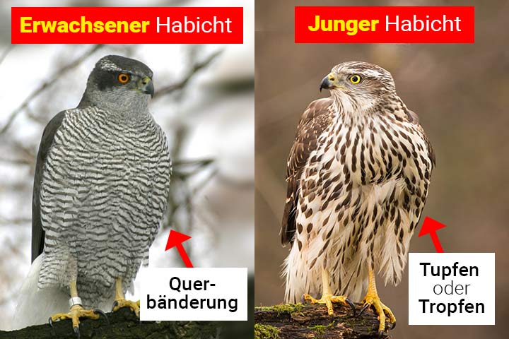 Habicht - Tier-Steckbrief - für Kinder & Schule