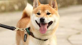 Shiba Inu Hund - Steckbrief - Charakter, Haltung, Pflege