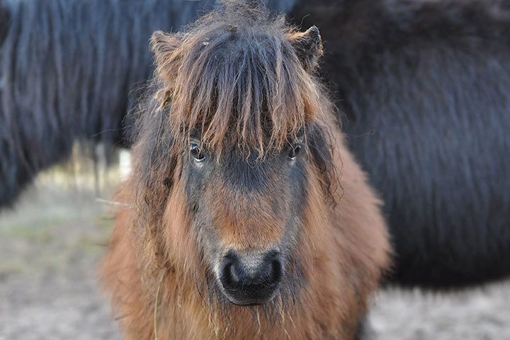Shetlandpony